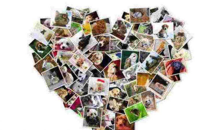 Aplicații de făcut colaje din poze sau video pe telefon - OmulBun.com